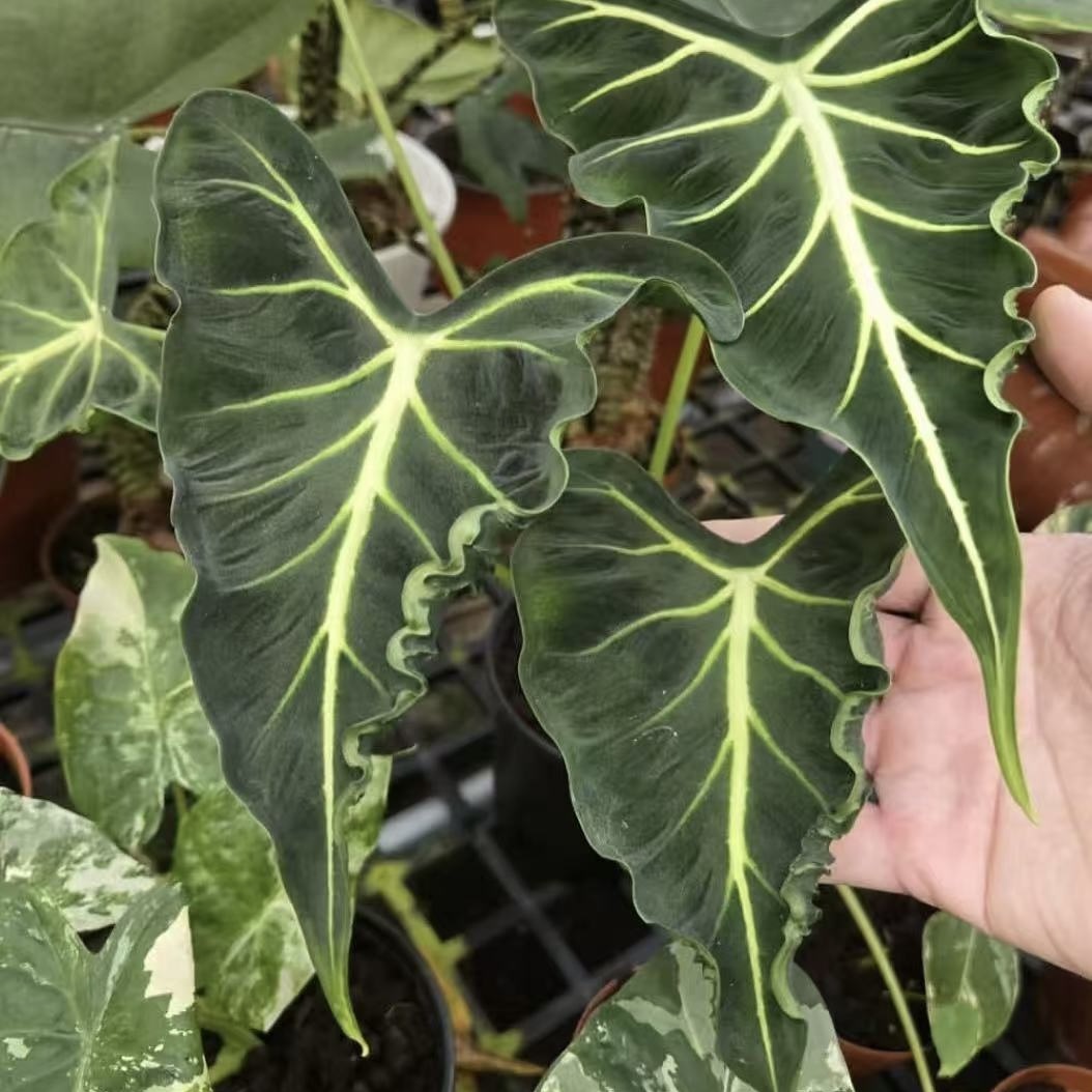 Alocasia Emerald Tide - PlantHero